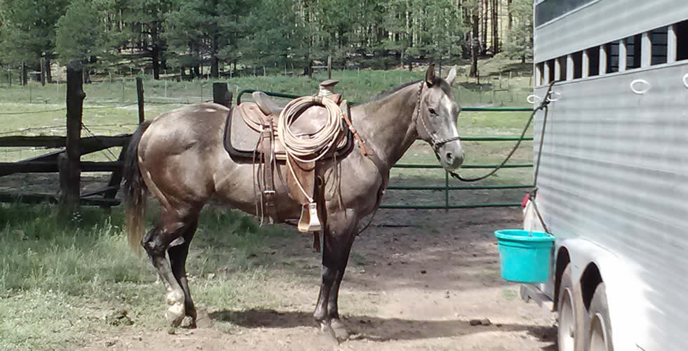Ranch Horses At Work